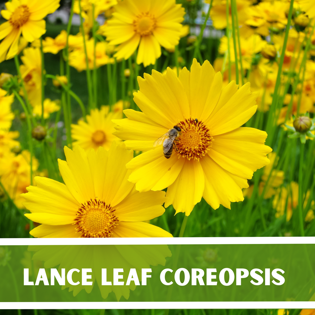 Lance Leaf Coreopsis – Bloom + Haul