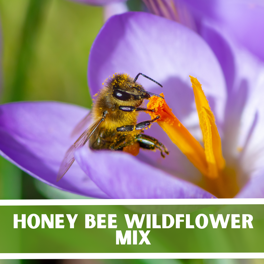 Honey Bee Wildflower Mix – Bloom + Haul