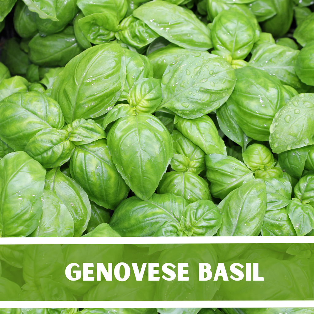 Genovese Basil Herb Heirloom Seeds – Bloom + Haul